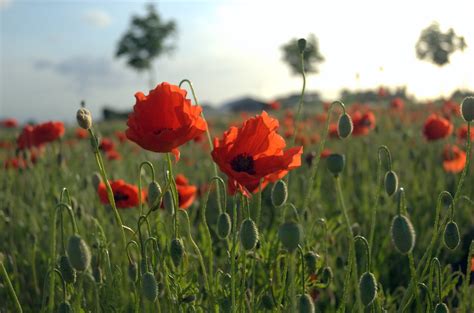 Remembrance Poppies Flower Power At The London Tower Huffpost Uk