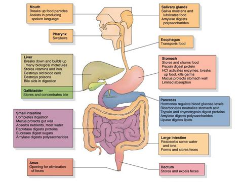 Liver And The Detoxification Process
