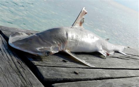 Hammerhead New Rules Commence For Hammerhead Sharks Bush N Beach
