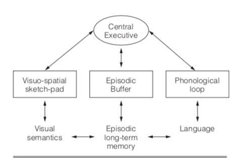 Memory Flashcards Quizlet