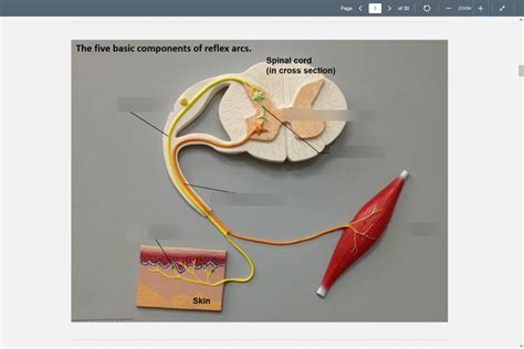Aandp 2 Lab Practical 1 Diagram Quizlet