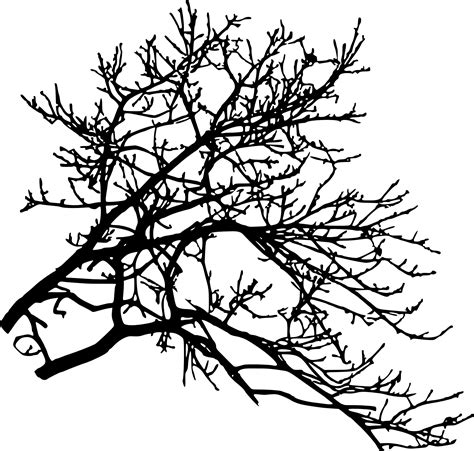 Tree Branch Silhouettes PNG Transparent OnlyGFX