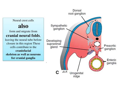 Ppt Derivatives Of The Ectodermal Germ Layer Powerpoint Presentation Id 1981616