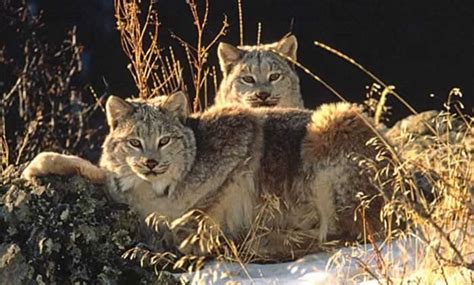 Canada Lynx Facts Habitat Diet Life Cycle Pictures
