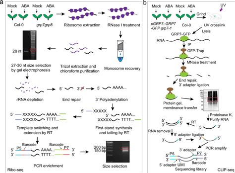 Experimental Design And Workflow Of Ribo Seq And Clip Seq A The