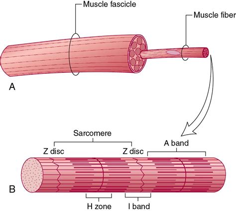 The Neuromuscular Junction And Skeletal Muscle Clinical Tree