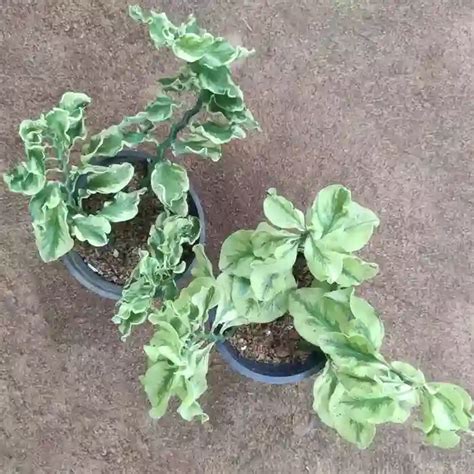 Pedilanthus 2 Varieties Combo Jiffy Plants