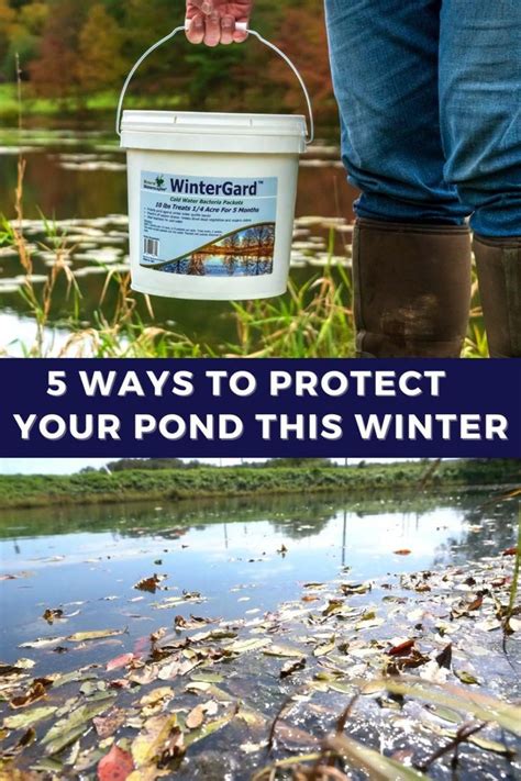 5 Ways To Protect Your Pond Treating Your Pond Naturally Through Winter Months [video] Ponds