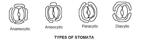 Types Of Stomata
