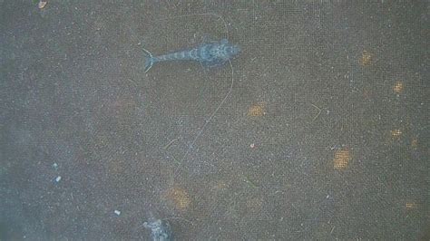 Shrimp Object Detection Model By Aaron