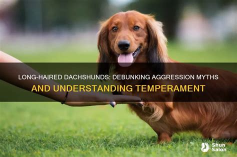Long Haired Dachshunds Debunking Aggression Myths And Understanding