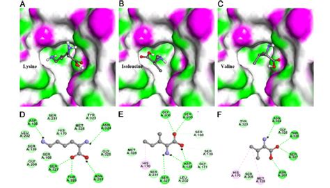 Molecular Orientation And Binding Pattern Of Casein Enriched Residues Download Scientific