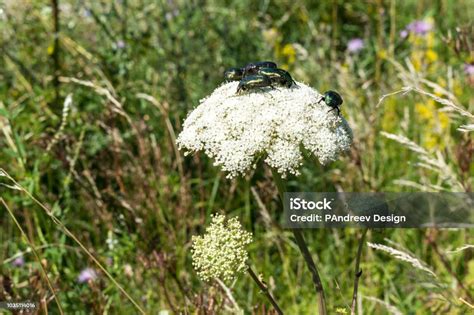 딱정벌레와 꿀벌 꽃가루 발칸로 얀에서도 주위 흰색 톱 풀 수 있습니다 아름 다운 경치 신선한 공기 신선도와 산에서 매우 아름 다운 곳 0명에 대한 스톡 사진 및 기타 이미지