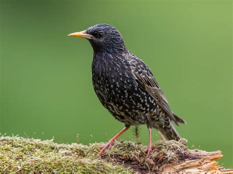 Common Starling Birdfact