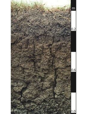 Soil Profiles In Australia Free Essay Example