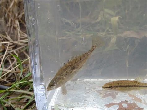 43 Types Of Fish In Michigan With Pictures