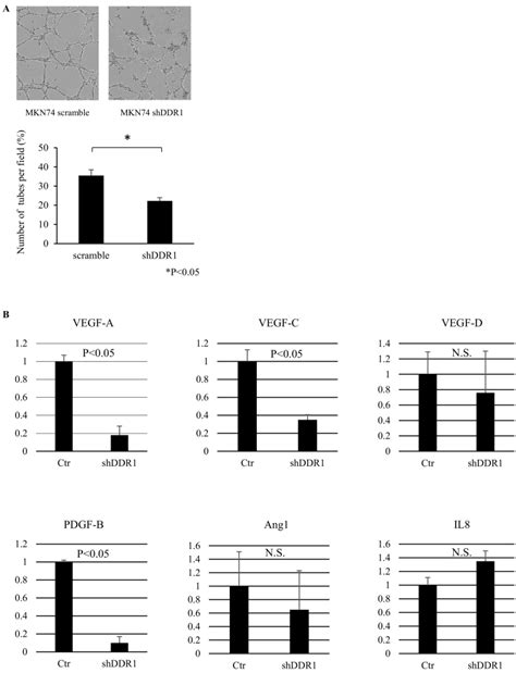Silencing Of Discoidin Domain Receptor 1 Ddr1 Concurrently Inhibits