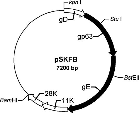 Pseudorabies Tk Ge Gi Gene Dificiency Mark Live Vaccine And Preparation Method Thereof