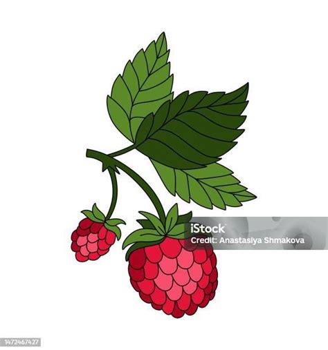 라즈베리 낙서 벡터 일러스트 레이 션 아이 들을 위한 색칠하기 책 과일에 대한 스톡 벡터 아트 및 기타 이미지 과일 교육