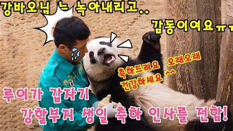 세상에나 🤣💥루이바오 가 갑자기 강할아버지 생일 축하한다고 말해서 다들 깜짝 놀랐어🎁강바오님 할부지는 녹아내리고 감동이여요ㅠㅠ Youtube