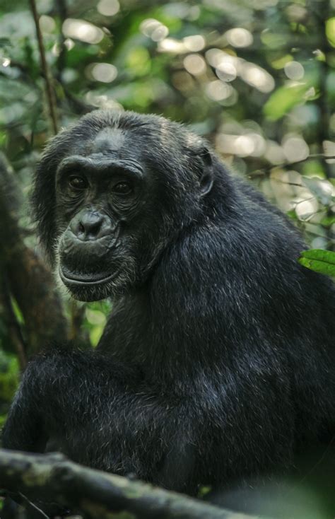 Uganda Africas Beautiful Jewel