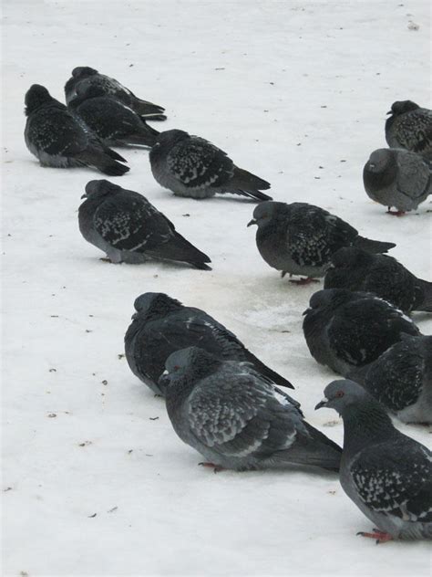 Party Assembly By Geisha555 On Deviantart