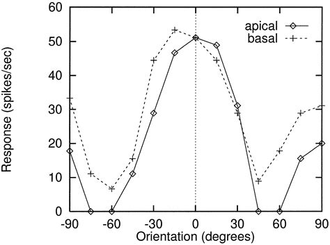 translation invariant orientation tuning in visual “complex” cells