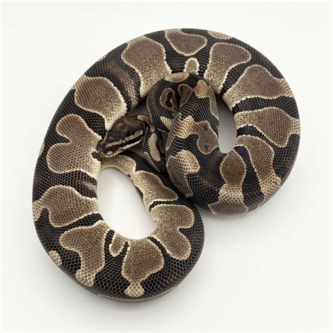 Python Regius Ball Python Surrender Frozen 2 Years Old