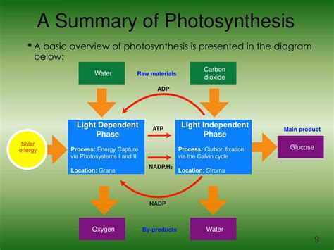 Ppt Photosynthesis Powerpoint Presentation Free Download Id4134604