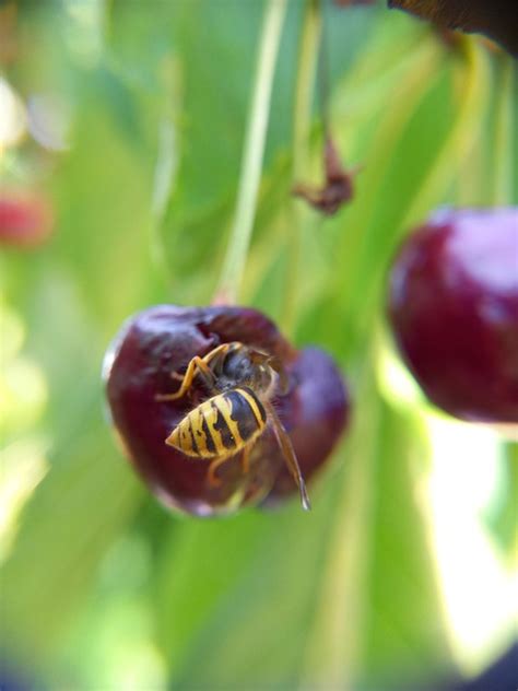 Insect Wasp Entomology Free Photo On Pixabay Pixabay