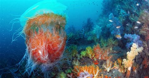 ‘해수욕장 불청객 해파리 올해 여름에도 기승부릴 듯