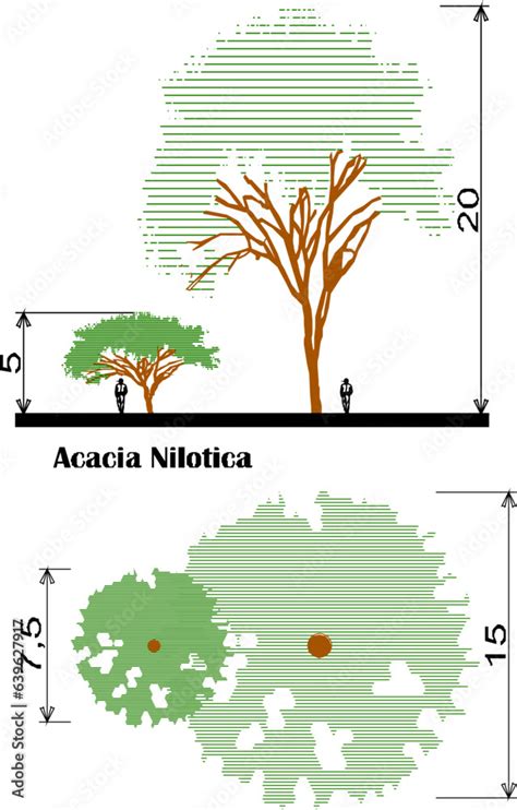Vector Sketch Illustration Of Detailed Floor Plan And View Of Tree And Plant Species And Scale