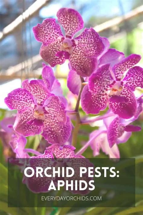 How To Get Rid Of Aphids On Orchids Everyday Orchids