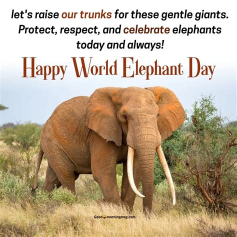 12 Aug World Elephant Day Quotes And Poster
