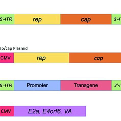 Adeno Associated Virus Aav Basics A Simplified Schematic Of The