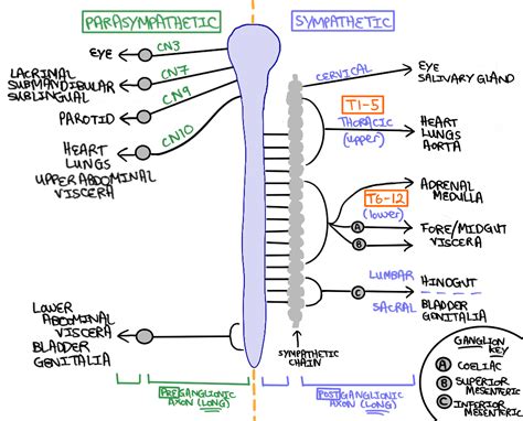 Autonomic Nervous System Anatomy Overview Anatomy And