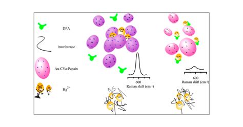 Environmentally Safe Mercuryii Ions Aided Zero Background And Ultrasensitive Sers Detection Of