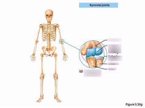 Synovial Joints Uniaxial Joint Elbow Joint Diagram Quizlet
