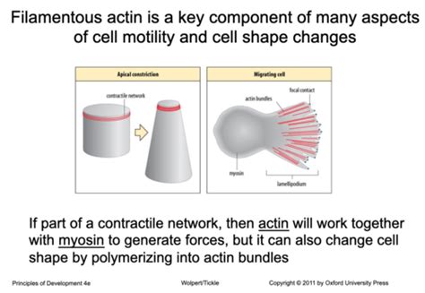 L Cell Movement In Development Flashcards Quizlet