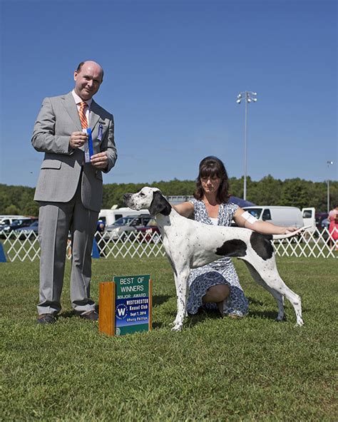 Marjetta Pointers And English Cockers News