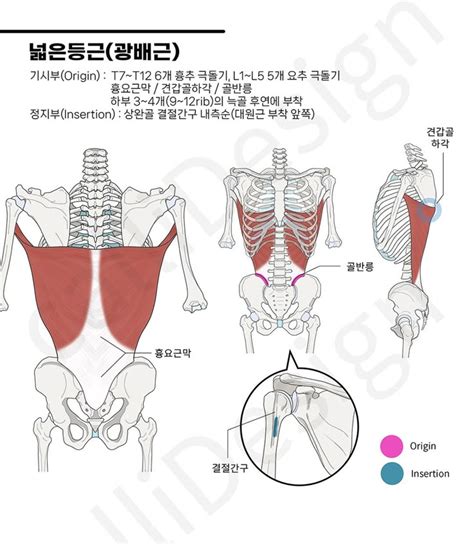 의학그림 메디컬 일러스트 Callidesign On Instagram 함께근육공부 시즌2 근육별기시정지 넓은등근광배근 기시정지 캘리디자인 메디컬일러스트와 함께 차근
