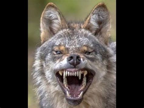 The Tragic Coyote Attack On Taylor Mitchel Youtube