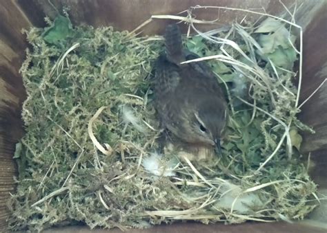 Infrared Bird Box Archives Raspberry Pi