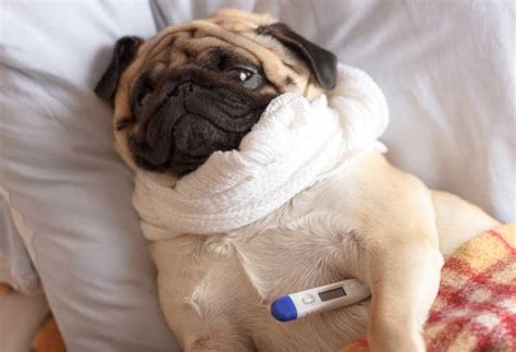 Are Pugs In Constant Pain