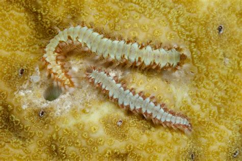 Worms Bonaire Reef