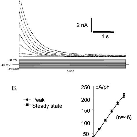 Steady State Inactivation And Activation Curves A Current Traces Of Download Scientific