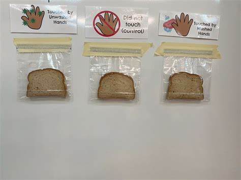 Germ Experiment Science Inquiry Inquiry Based Learning Science Experiments