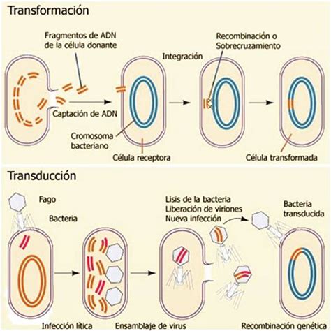 Bacterias