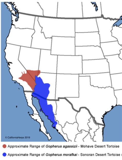 Mojave Desert Tortoise SummitWest Environmental Inc