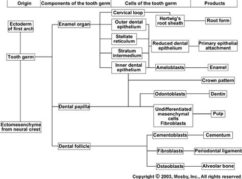 Result Of Odontogenesis Download Scientific Diagram
